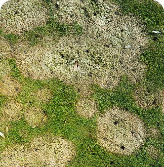 Turf Group Australia • Join Today & Save!