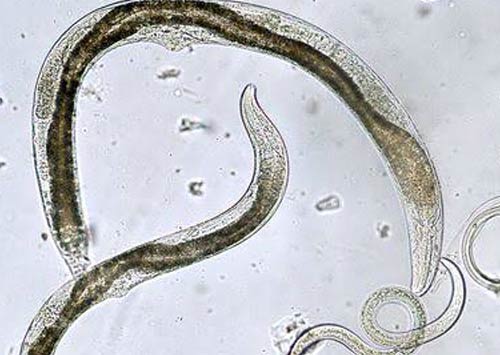 Nematode Extraction – Turf Group Australia