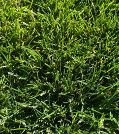 Perennial Ryegrass Varieties – Turf Group Australia